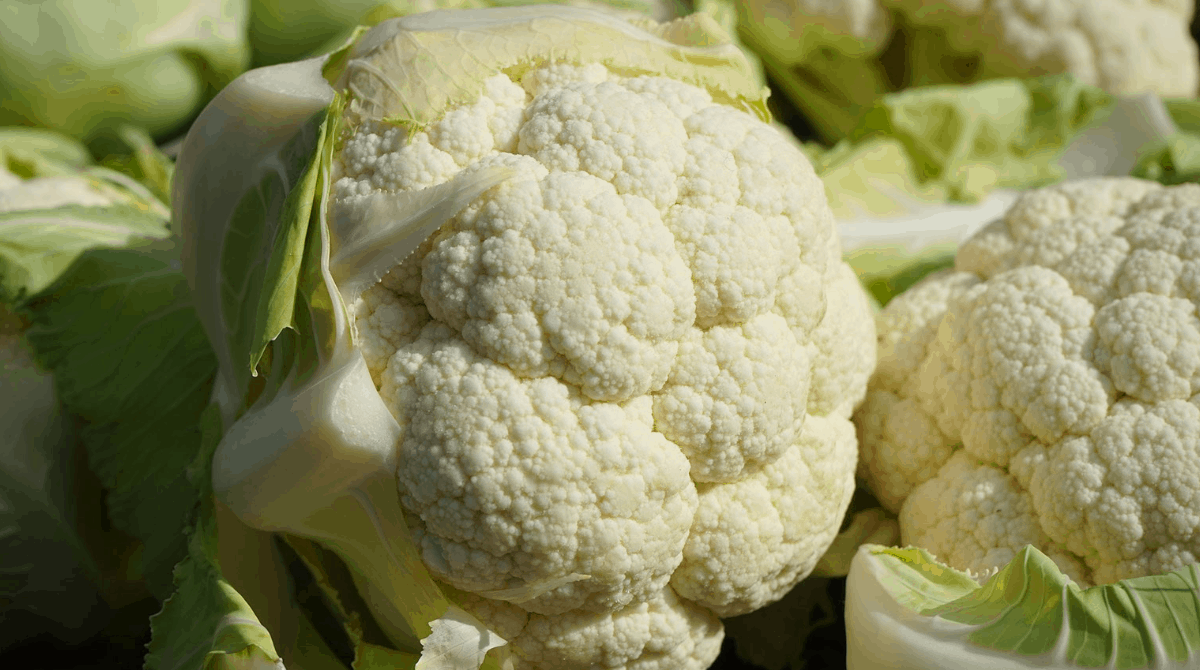 Cauliflower is one of several vegetables in the species Brassica oleracea.