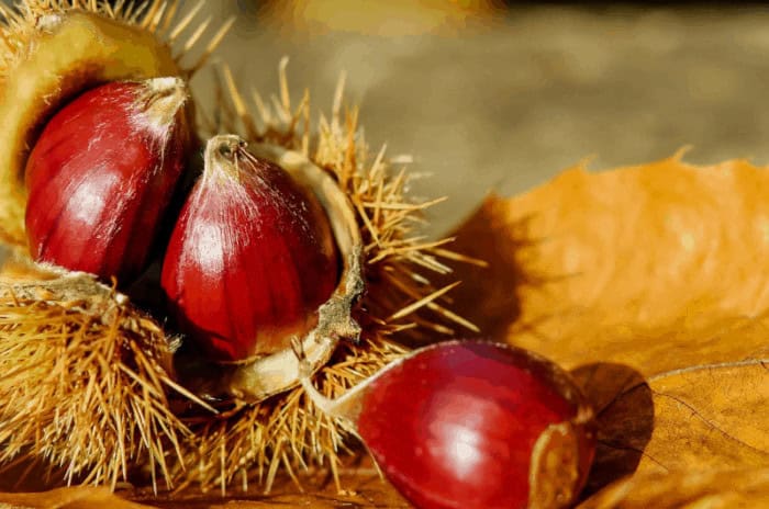 The chestnuts come from two varieties, Palummina and Verdole