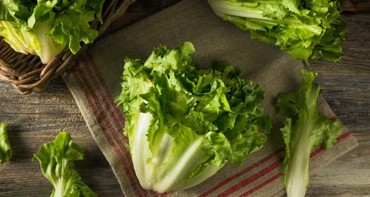 Cuántos Tipos de Lechuga Existen - I Love Fruit And Veg From Europe